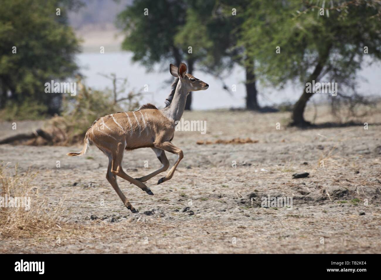 Kudu running hi-res stock photography and images - Alamy