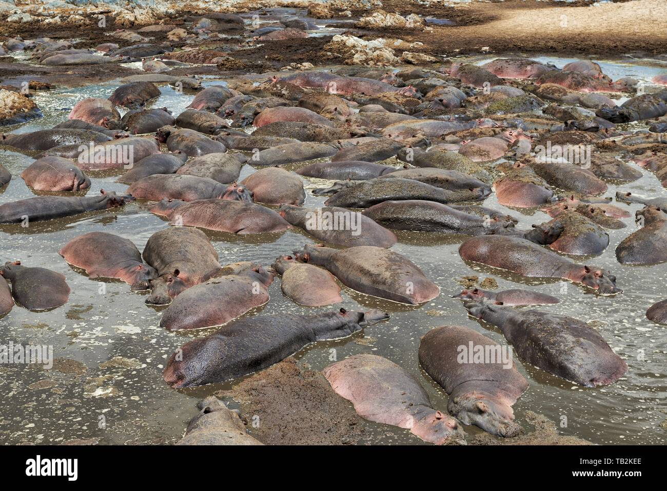 Hippo hippopotamus amphibius rear view hi-res stock photography and ...