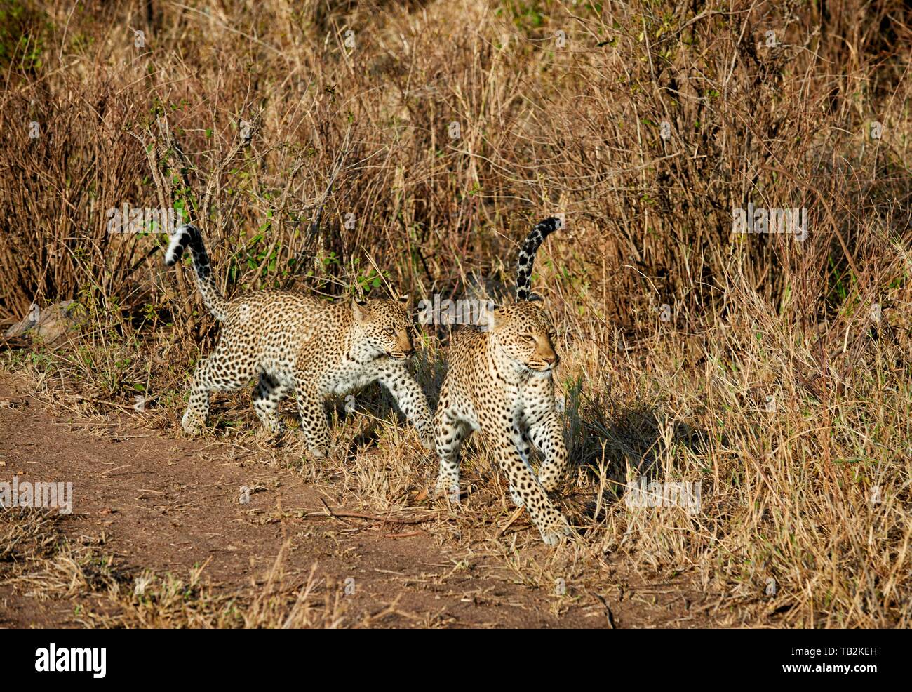 World of leopards hi-res stock photography and images - Alamy