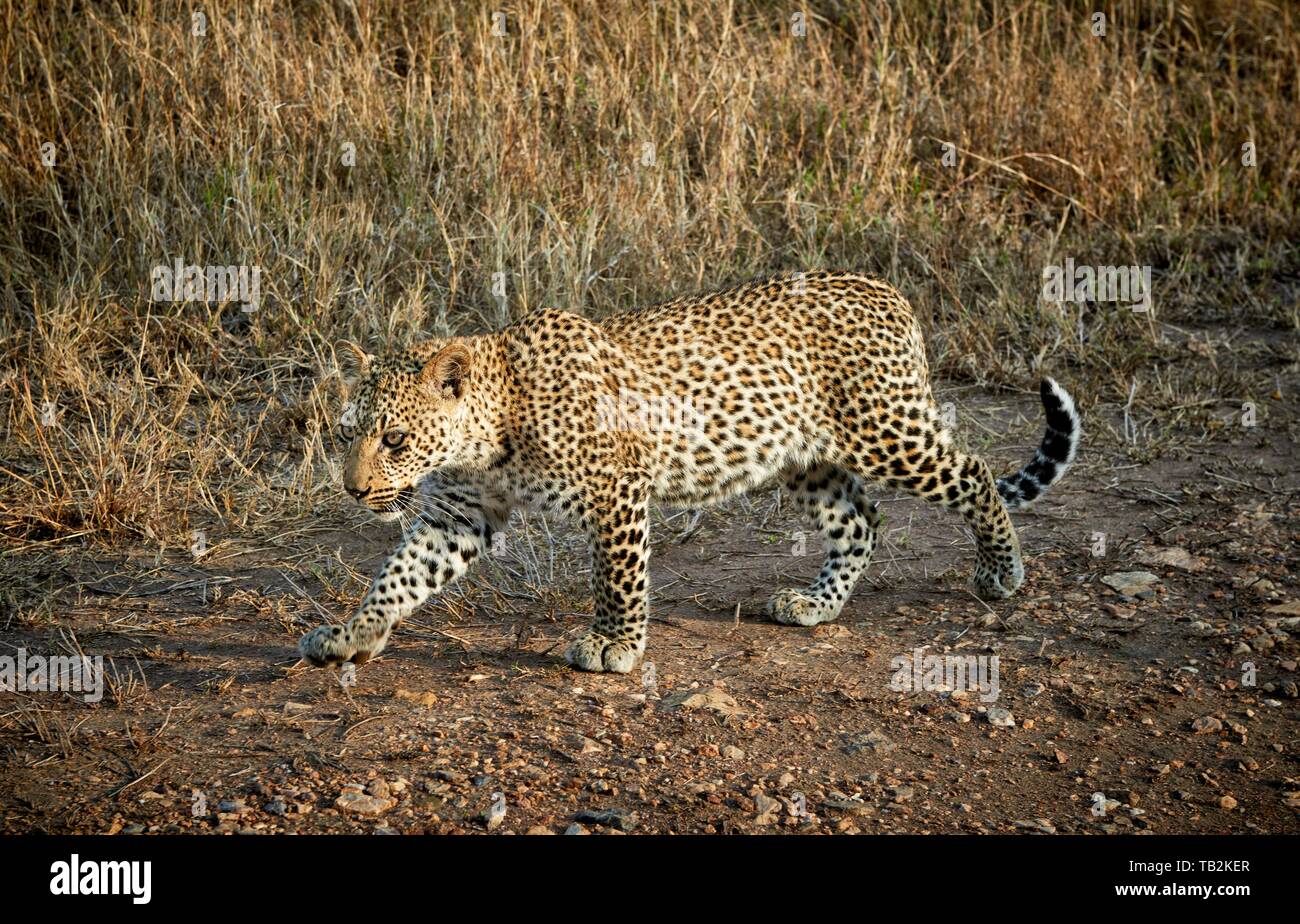 Leopard panthera pardus going walk hi-res stock photography and images ...