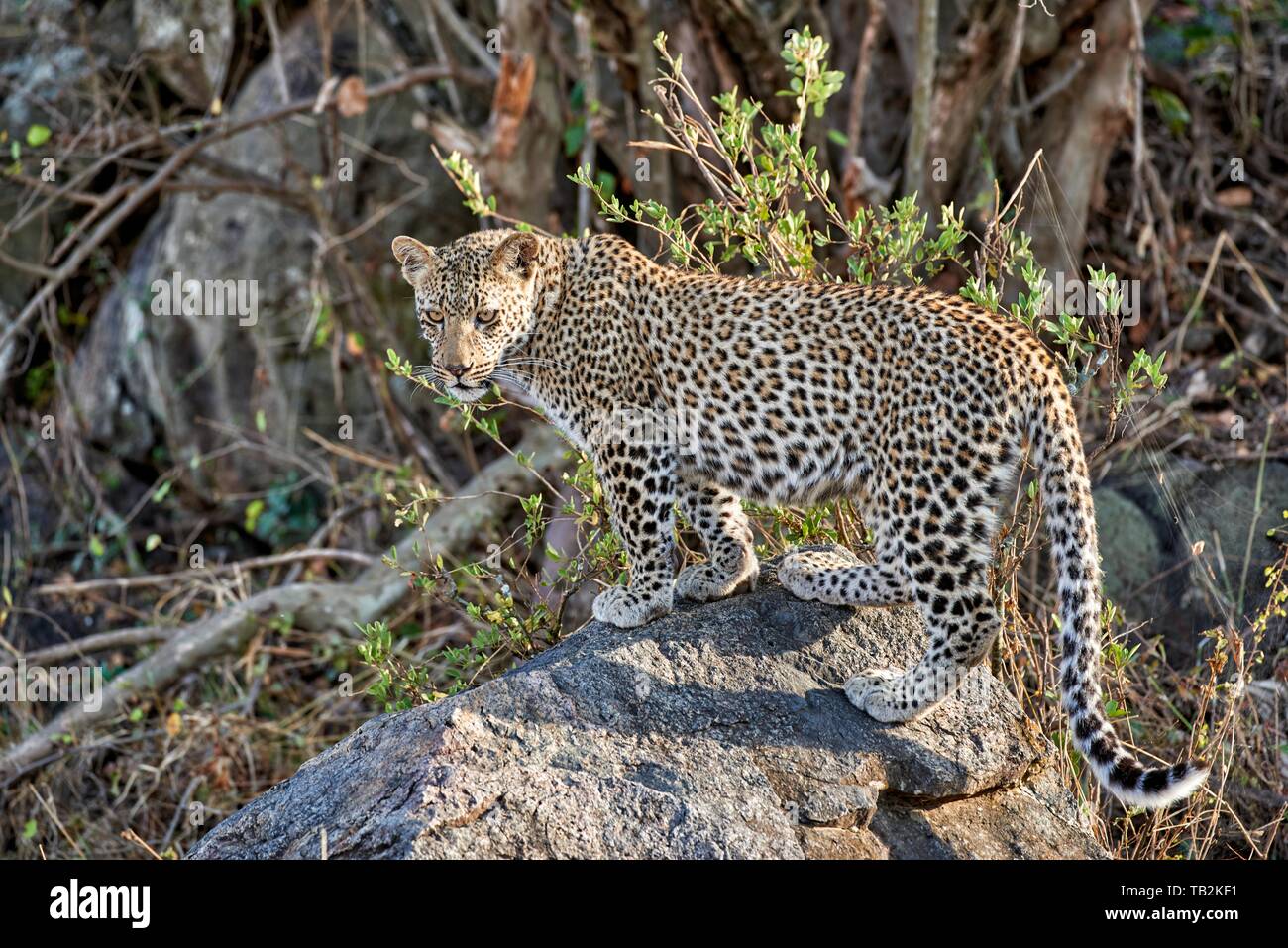 Leopard rock tanzania hi-res stock photography and images - Alamy