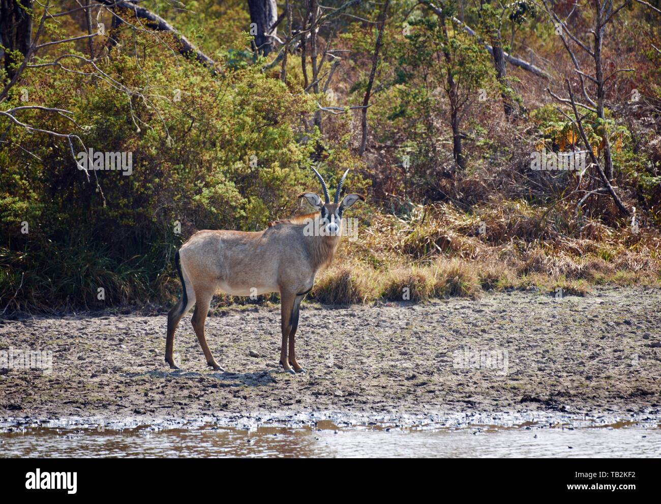Roan plateau hi-res stock photography and images - Alamy