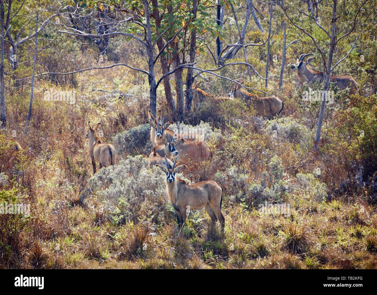 Group of roan antelope hi-res stock photography and images - Alamy