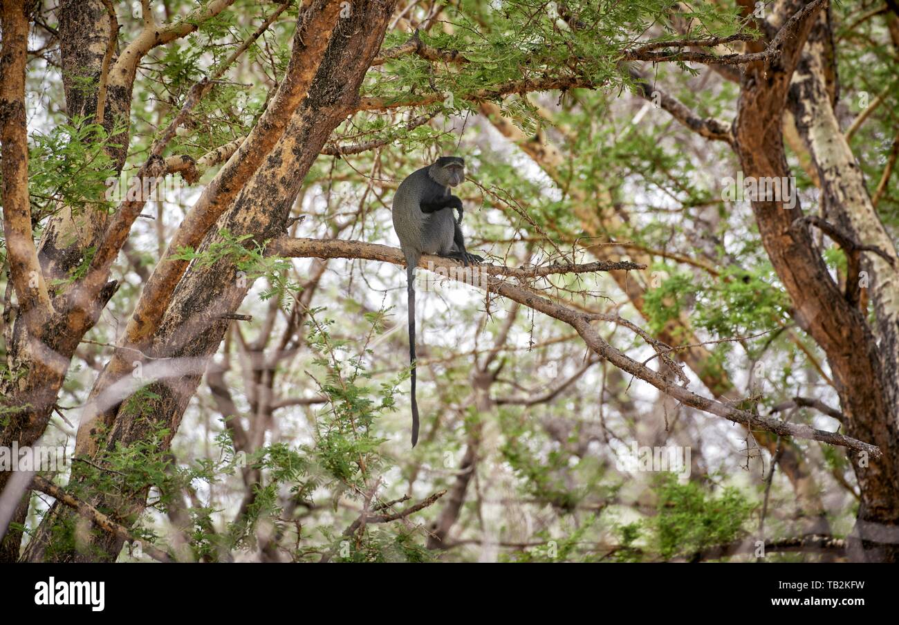 Blue diademed monkeys hi-res stock photography and images - Alamy