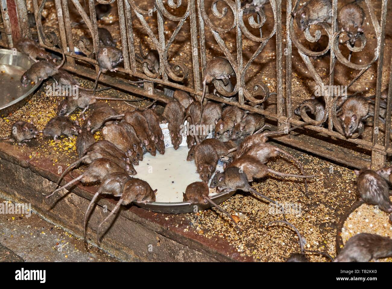 Wharf rats hi-res stock photography and images - Alamy