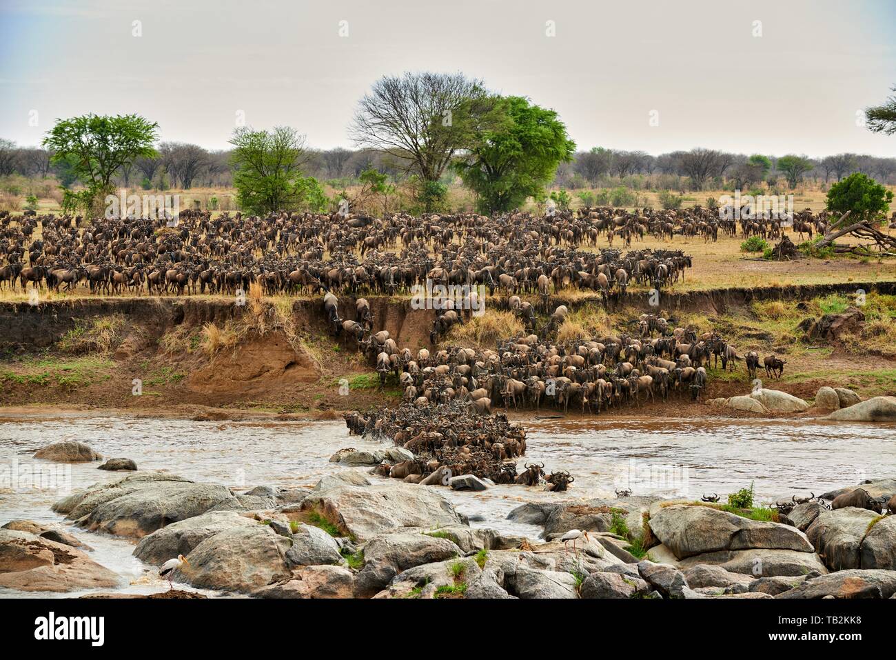 western white-bearded wildebeests Stock Photo - Alamy