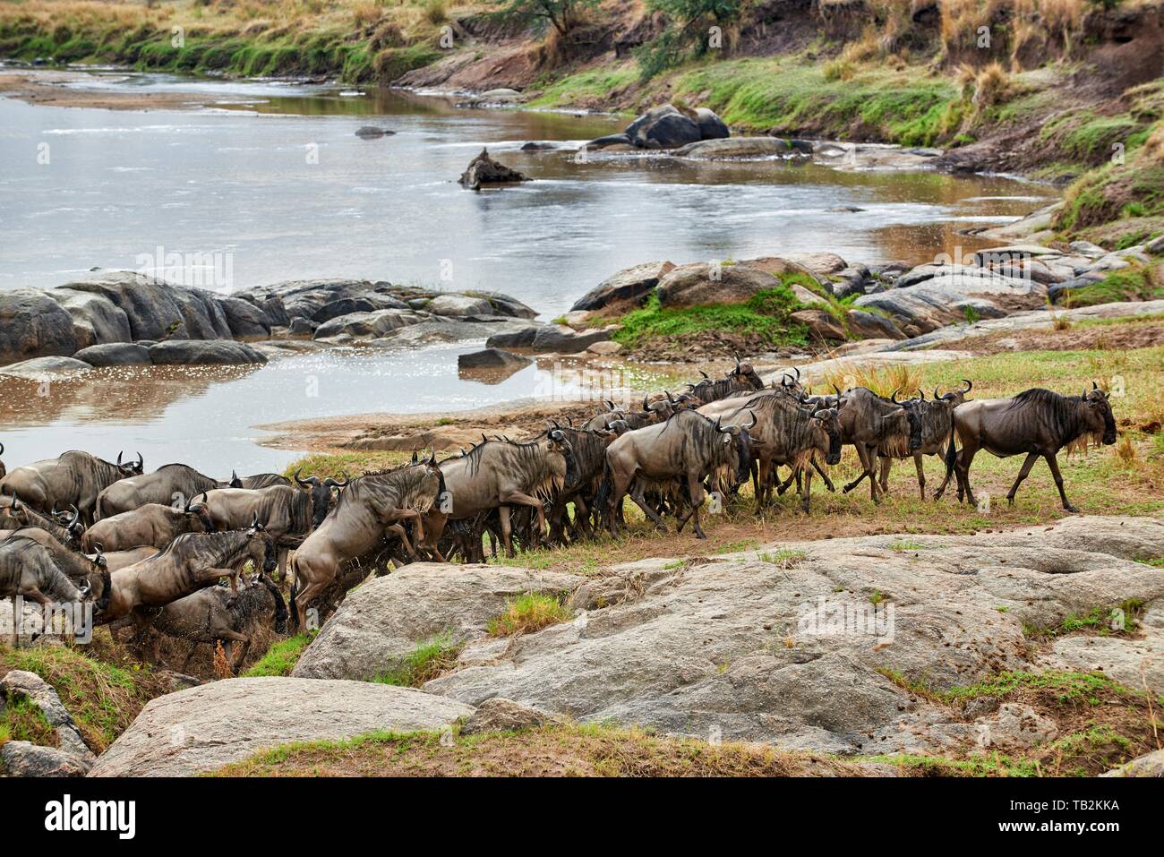 western white-bearded wildebeests Stock Photo - Alamy
