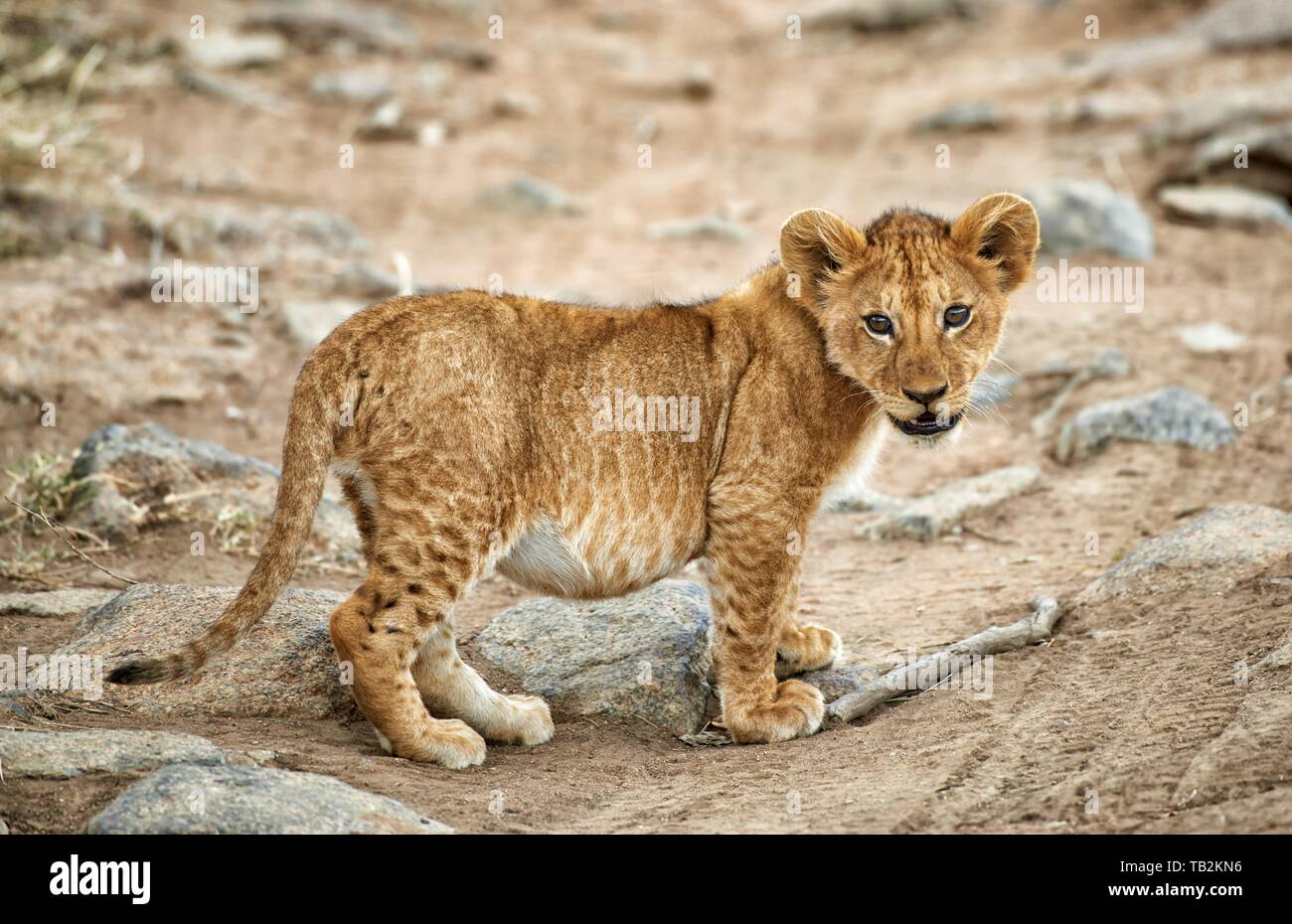 Side view lion cub standing hi-res stock photography and images - Alamy