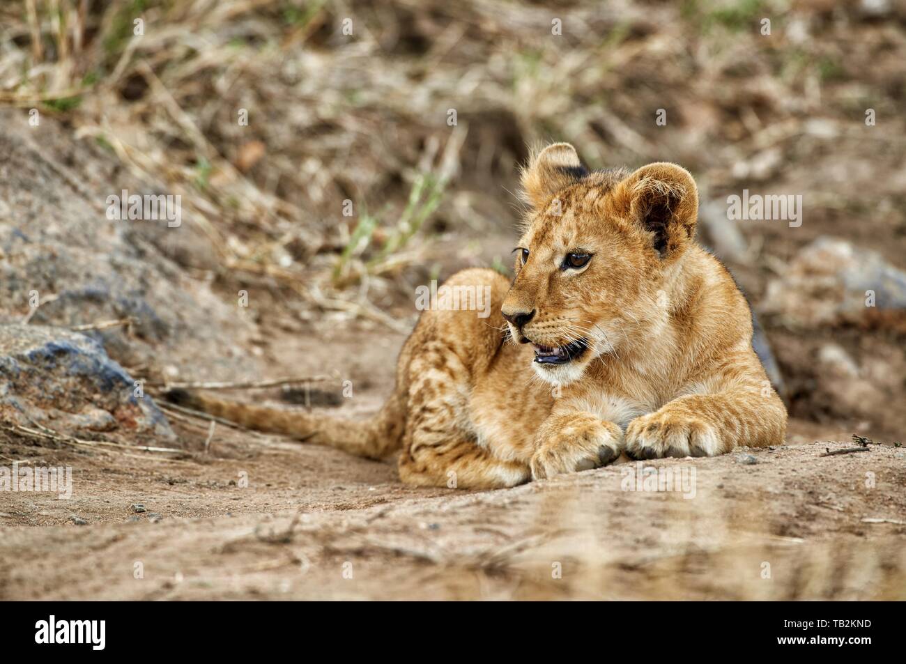 Young lion cub lies hi-res stock photography and images - Alamy