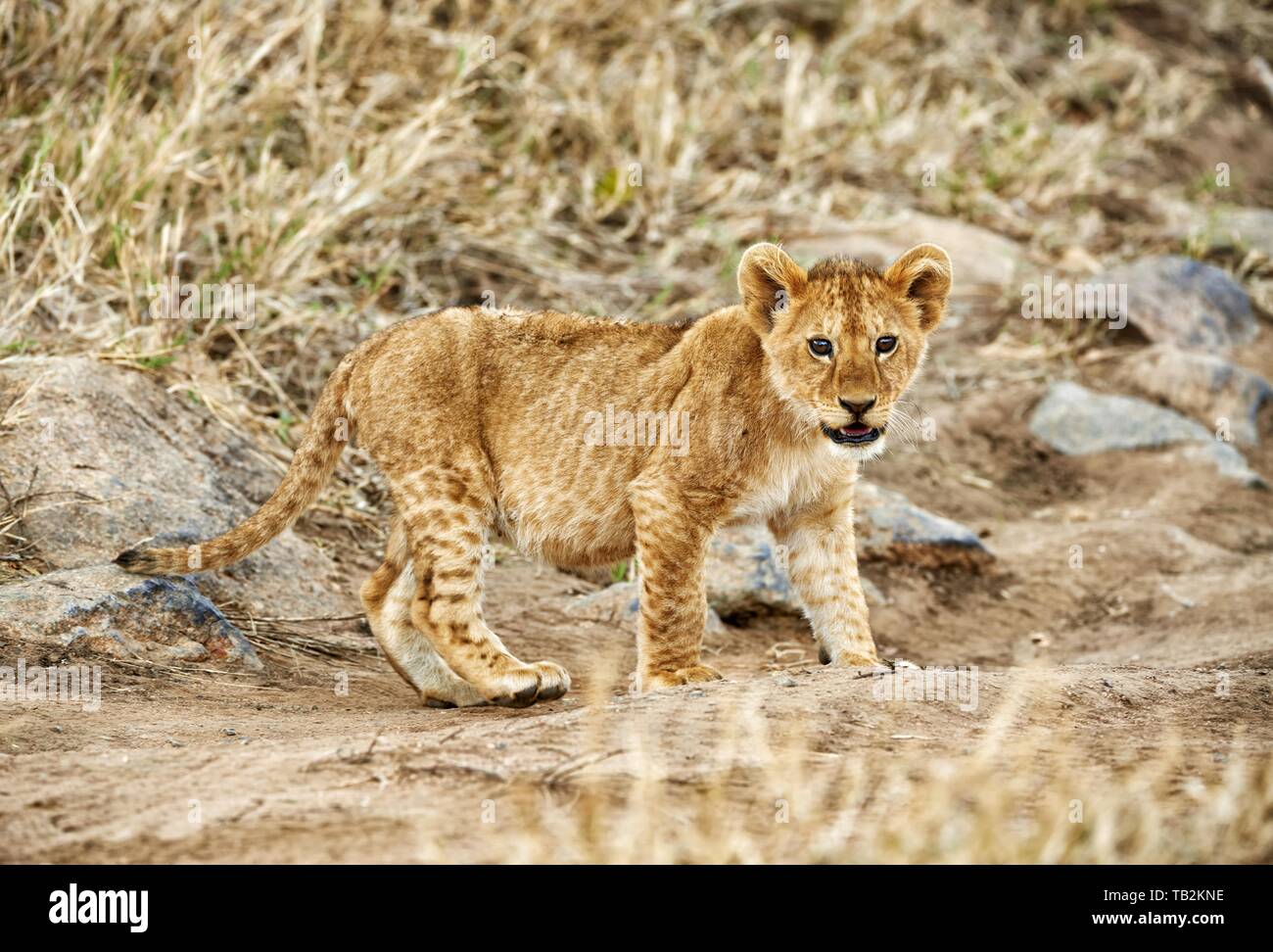 Side view lion cub standing hi-res stock photography and images - Alamy