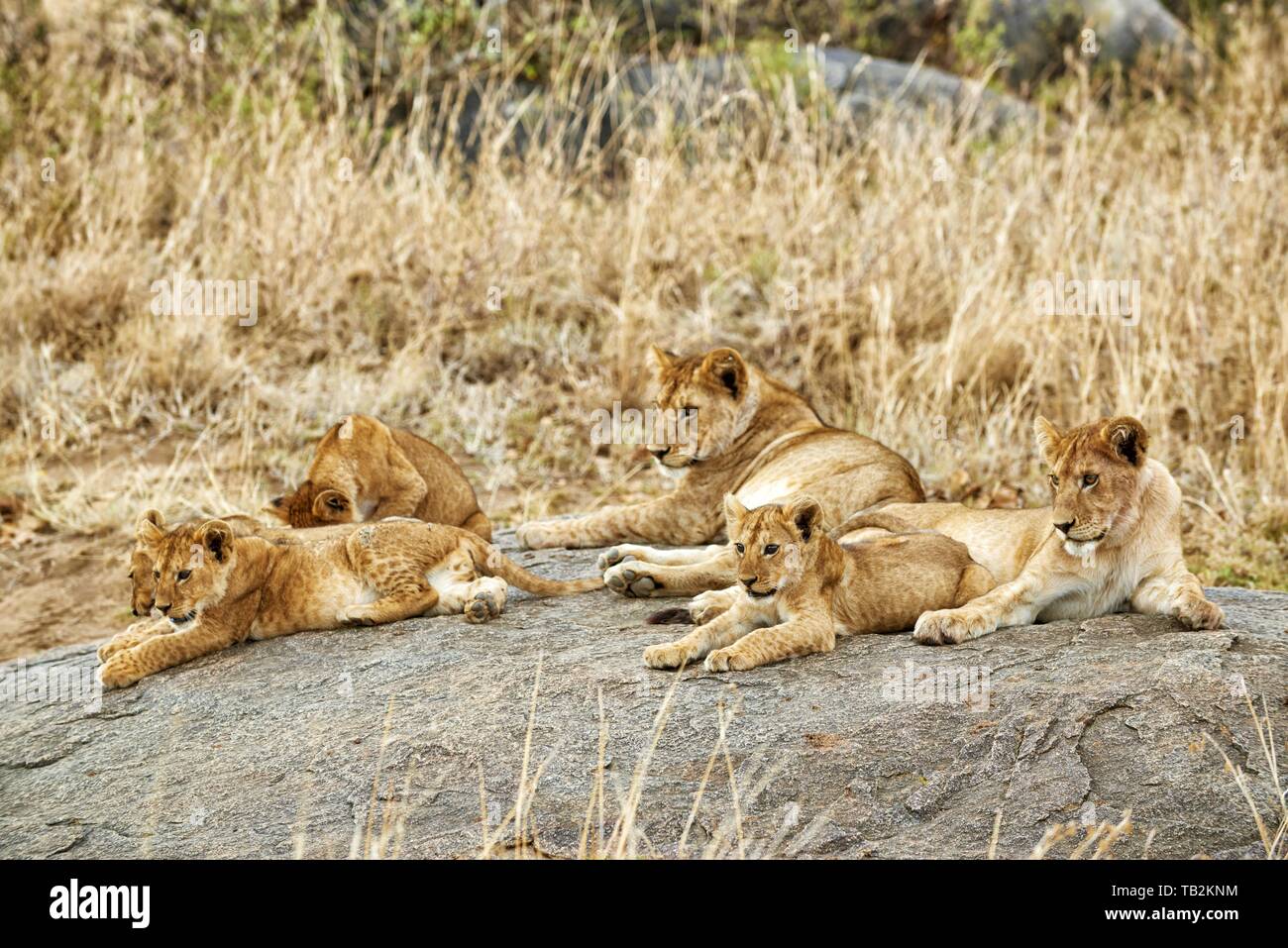 Lions group serengeti national park hi-res stock photography and images ...