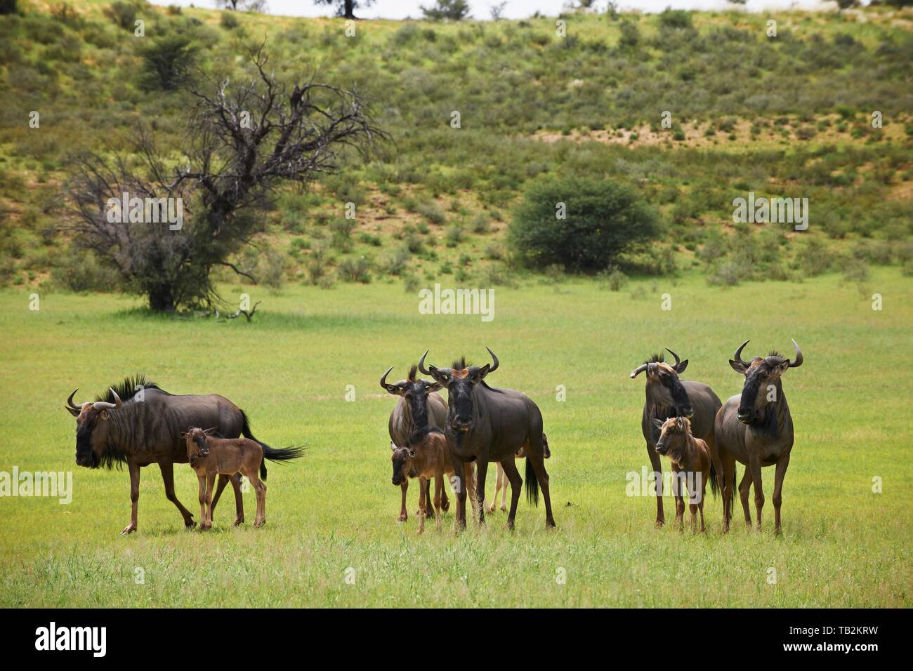 Wildebeest babies hi-res stock photography and images - Alamy