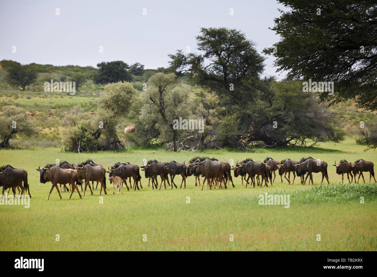 Baby wildebeests hi-res stock photography and images - Alamy
