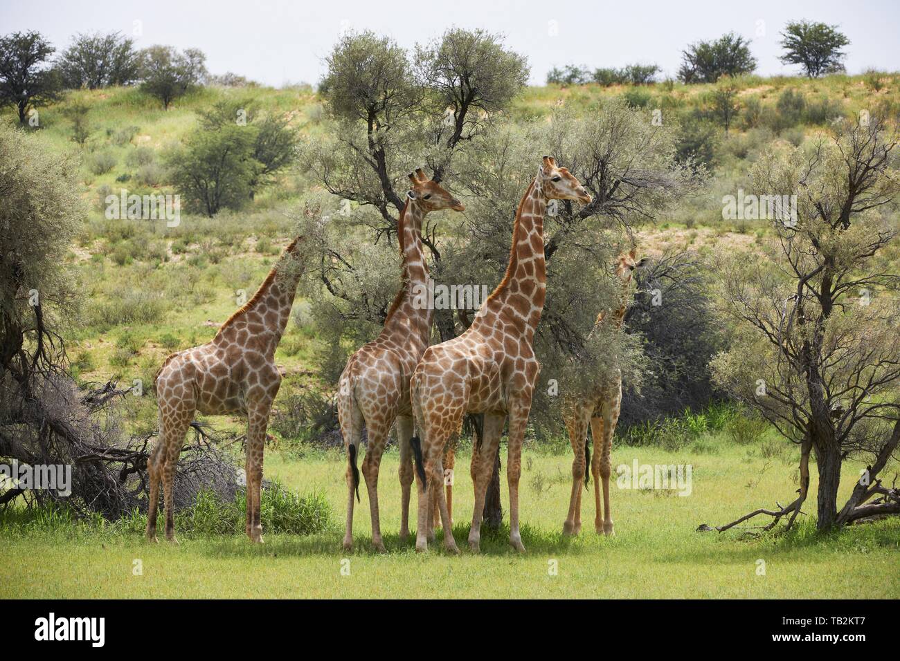Frontal and side view of giraffe hi-res stock photography and images ...