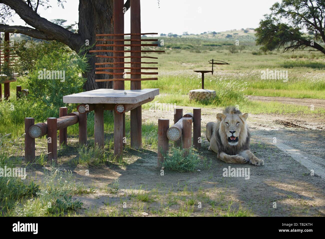 Lion baiting hi-res stock photography and images - Alamy