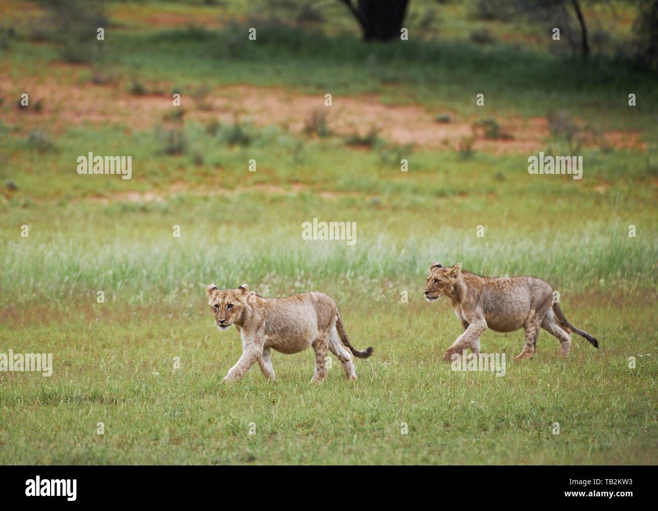 Lion cubs going hi-res stock photography and images - Alamy