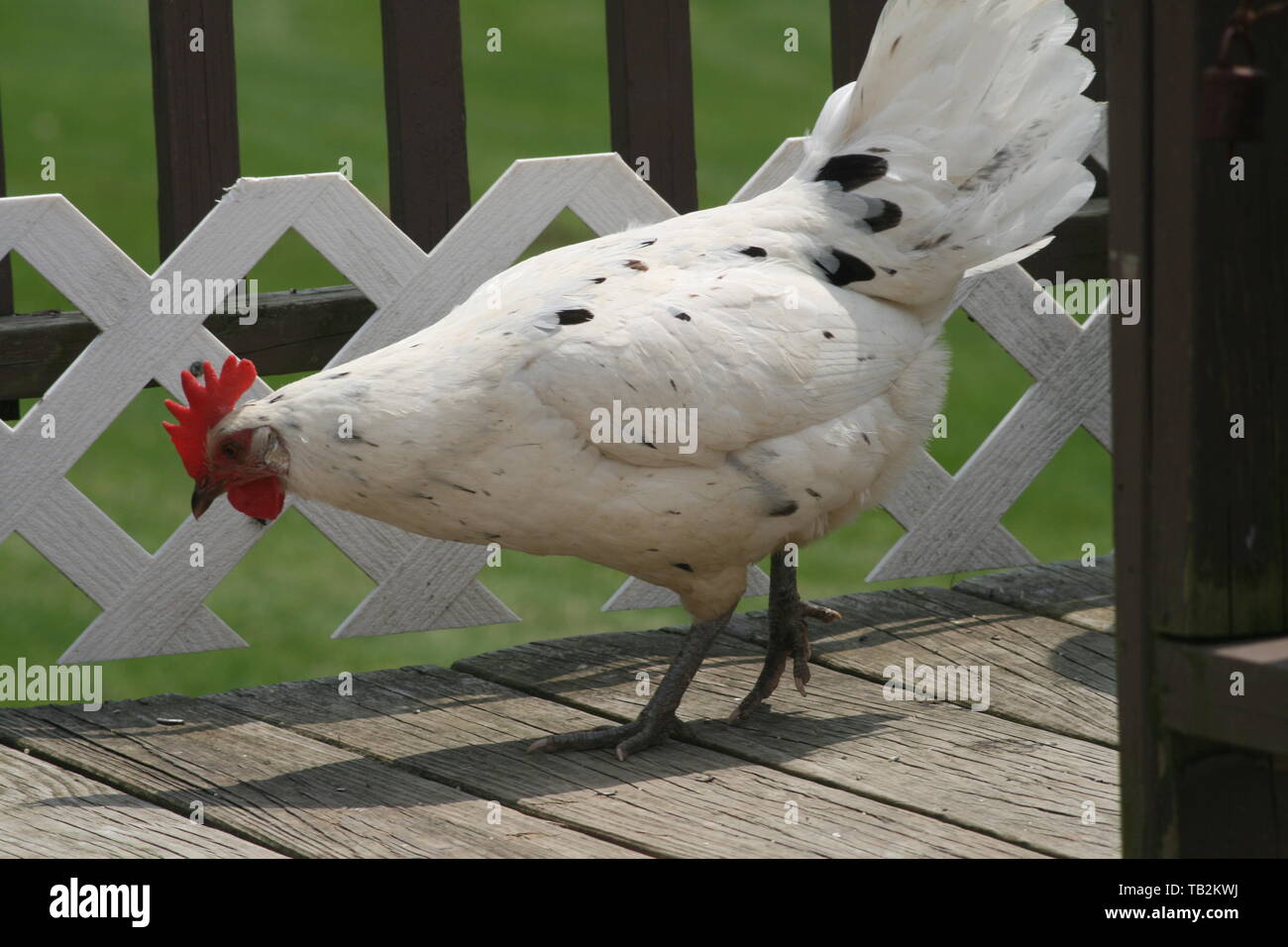 Black and white speckled chicken rooster hi-res stock photography and ...
