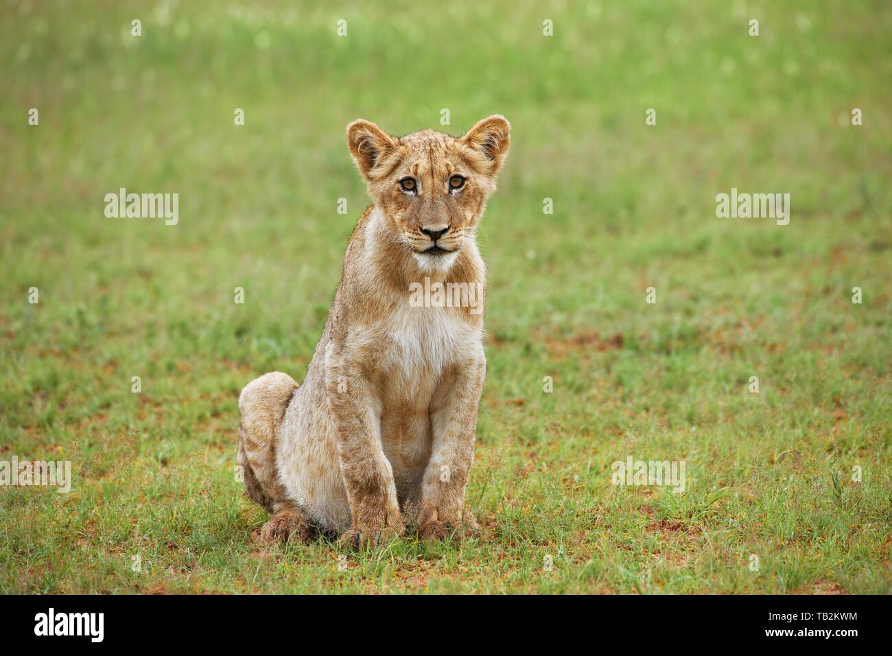 Young lion cub sits hi-res stock photography and images - Alamy