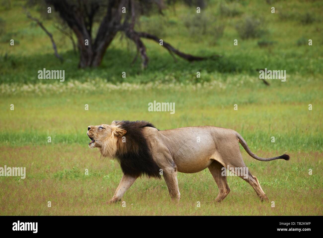 Male lion roar side view hi-res stock photography and images - Alamy