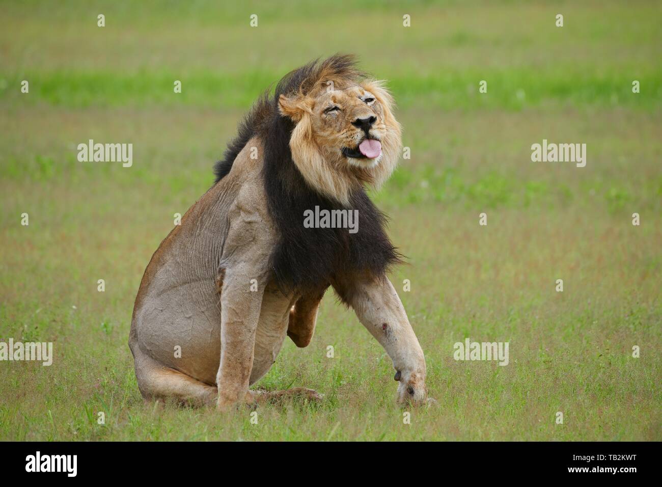 Lion scratch grass hi-res stock photography and images - Alamy