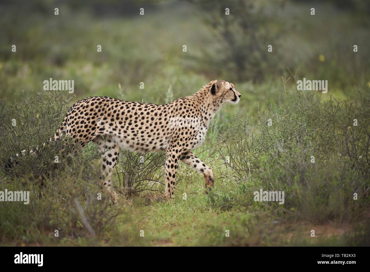 Side view female leopard walking hi-res stock photography and images ...