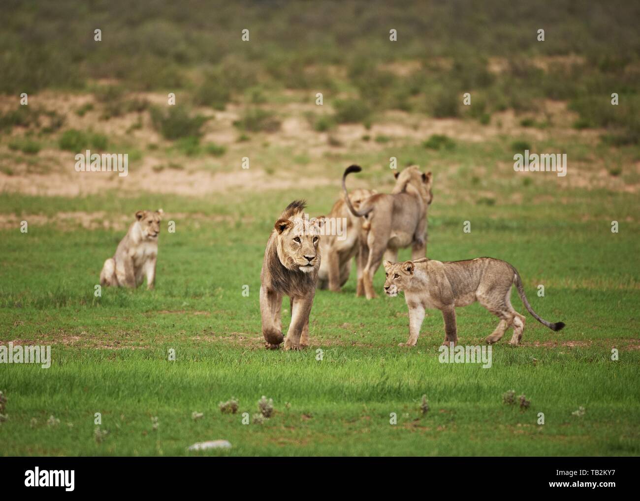 Juvenile lions walking hi-res stock photography and images - Alamy