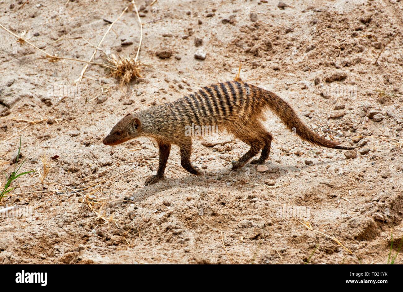 Tarangire nacional hi-res stock photography and images - Alamy