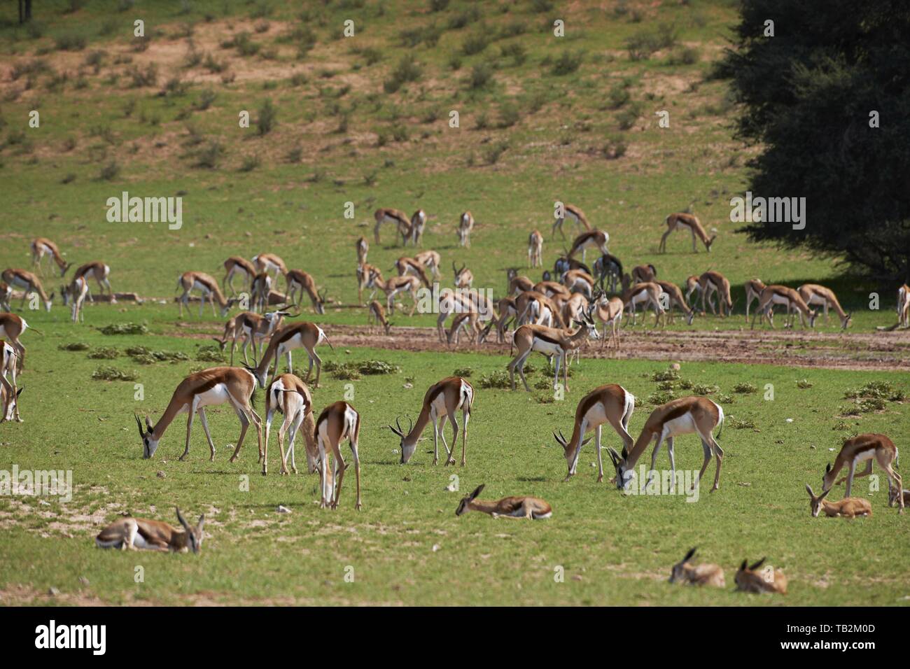 Springboks eating hi-res stock photography and images - Alamy