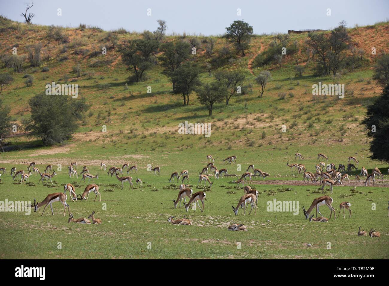 Springboks eating hi-res stock photography and images - Alamy
