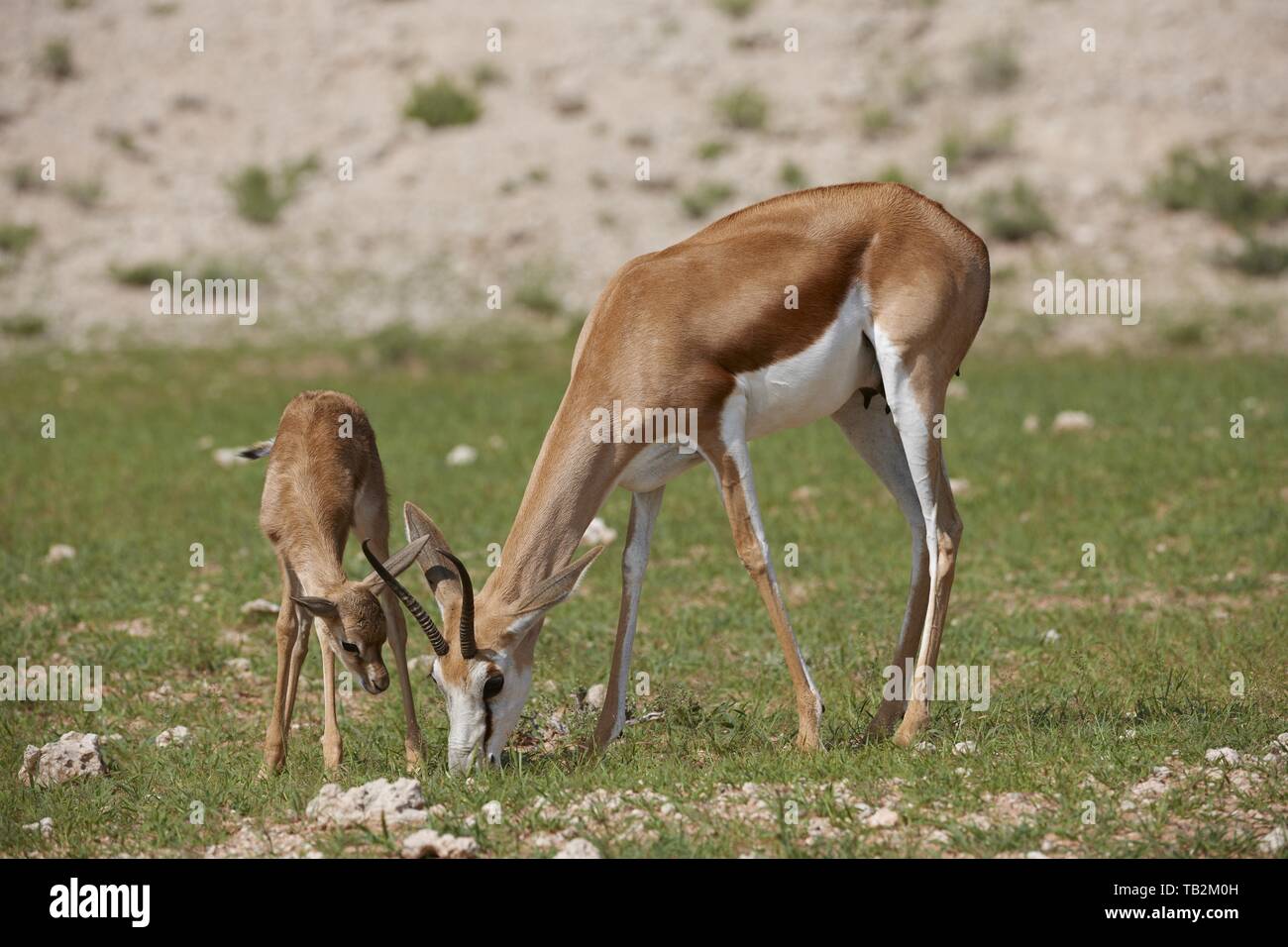 Food south africa springbok hi-res stock photography and images - Alamy
