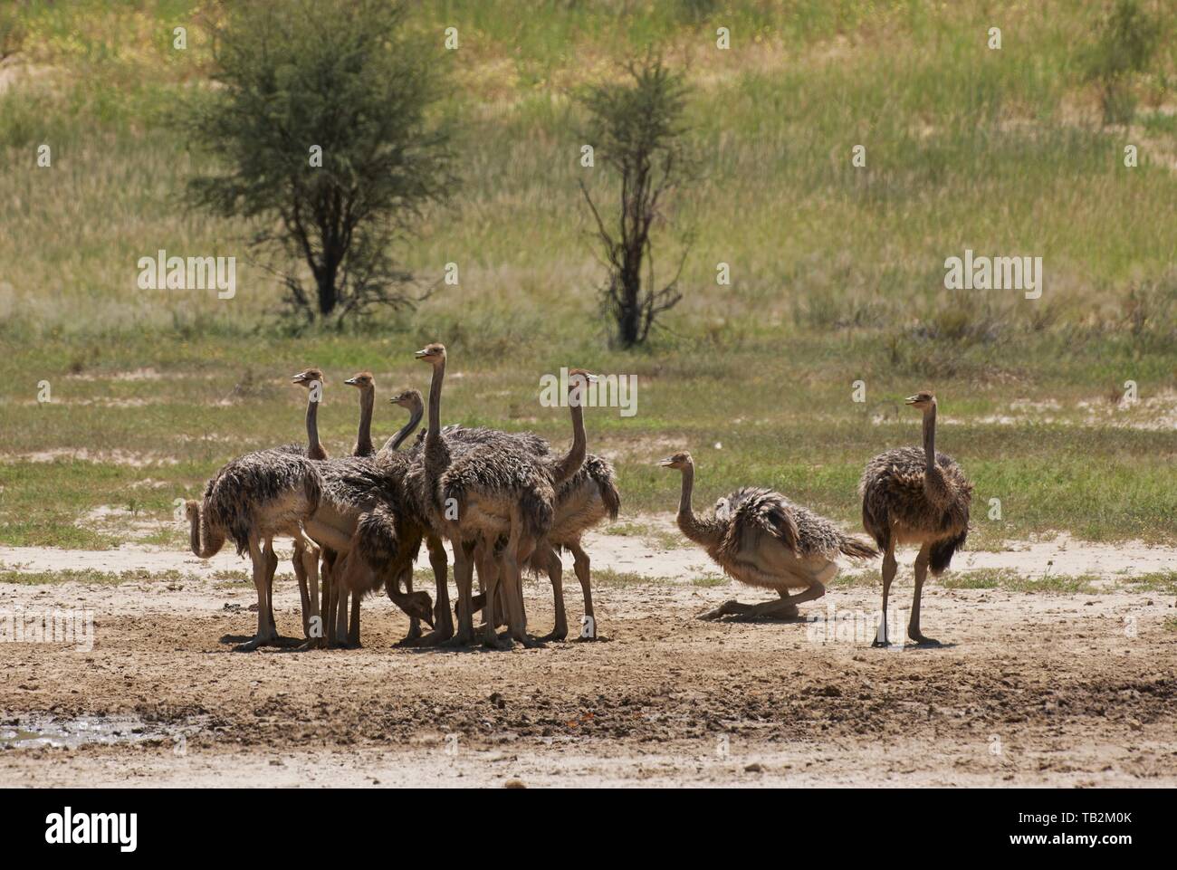 Side view of ostriches hi-res stock photography and images - Alamy