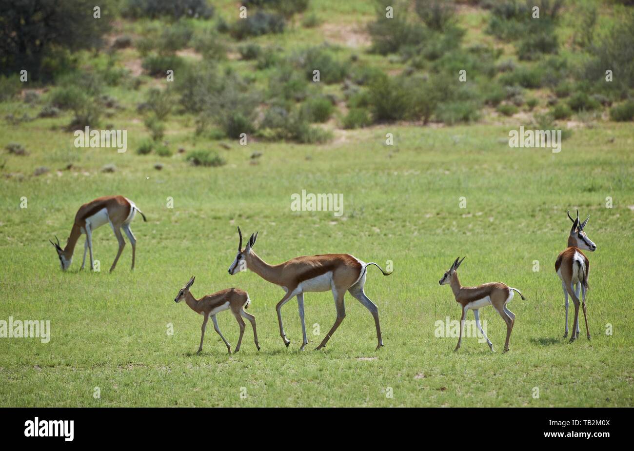 Rear view springbok hi-res stock photography and images - Alamy