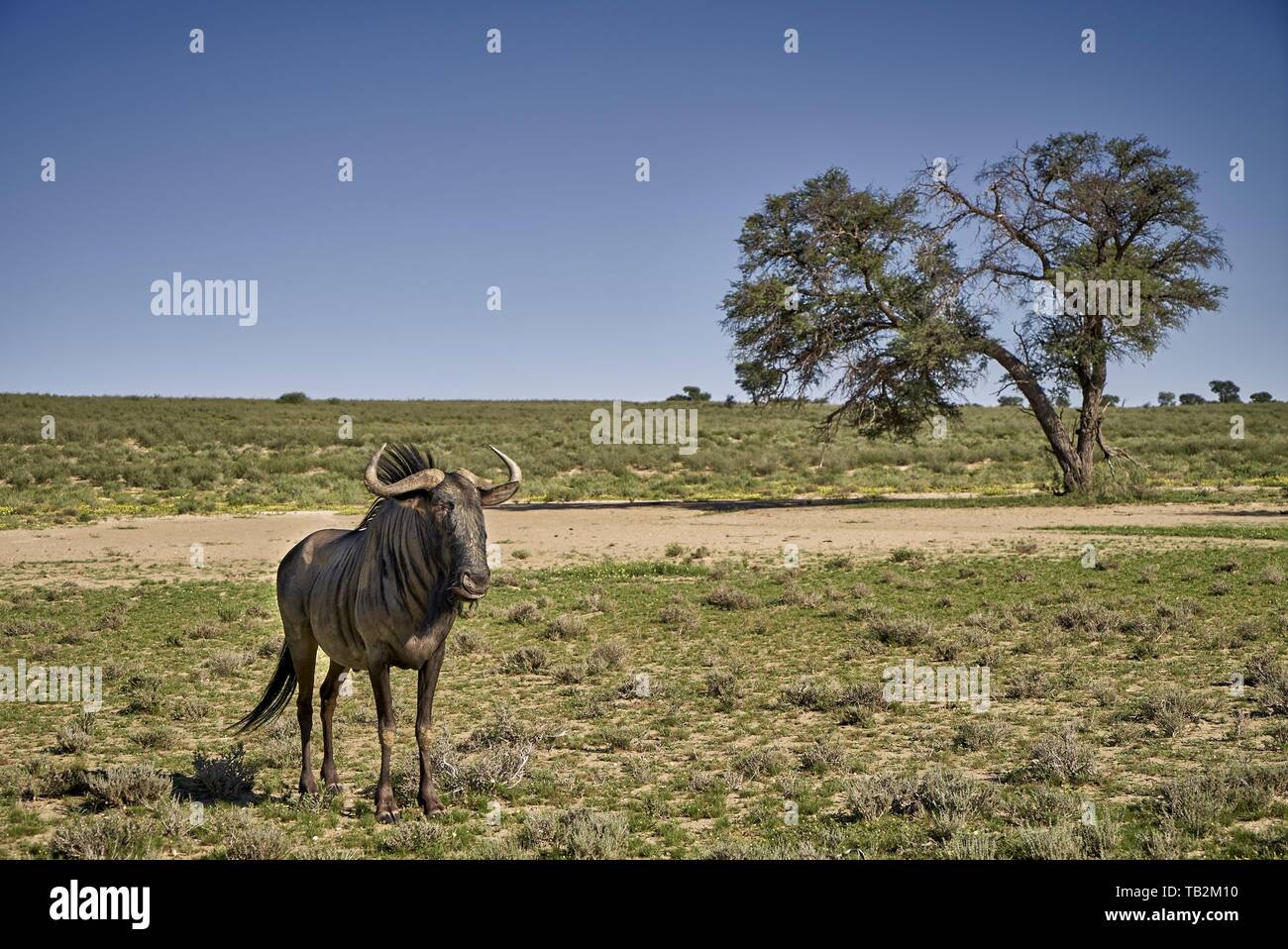 Wildebeest males hi-res stock photography and images - Alamy