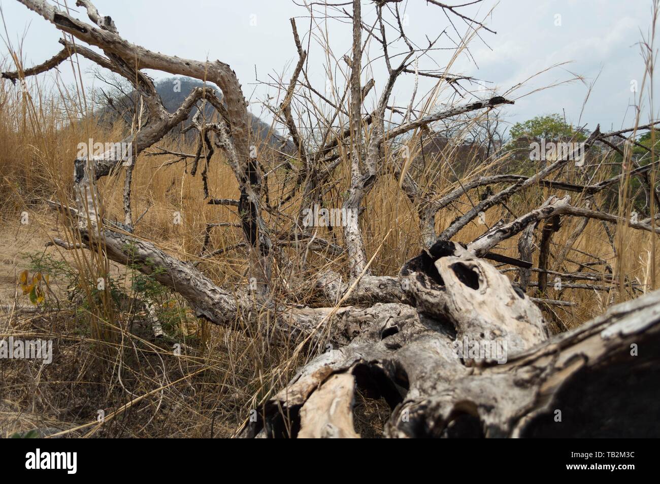 Dead tree lying on ground hi-res stock photography and images - Alamy