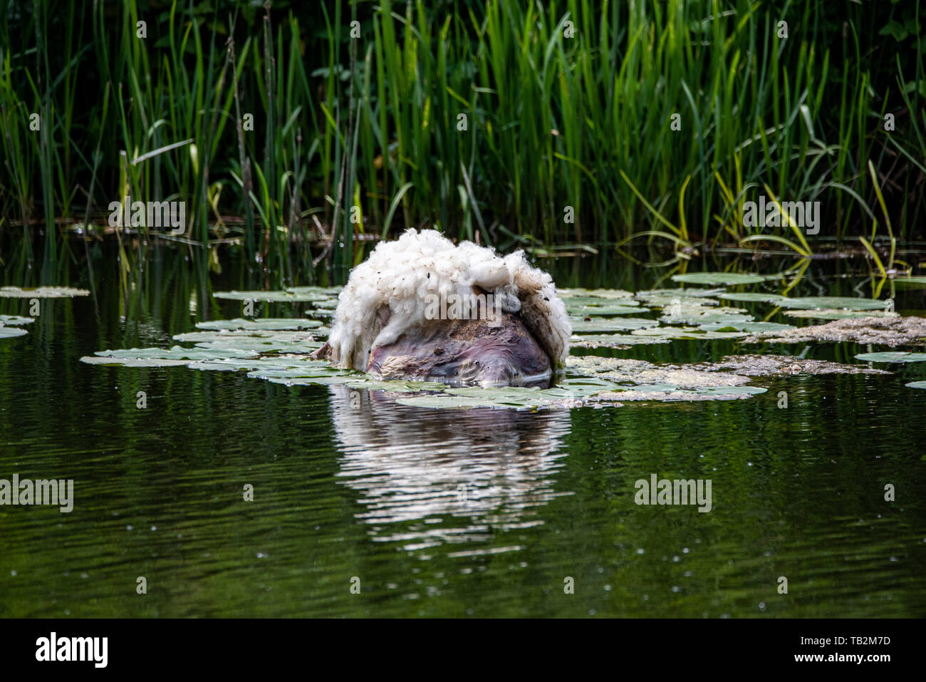 Drowned sheep hi-res stock photography and images - Alamy