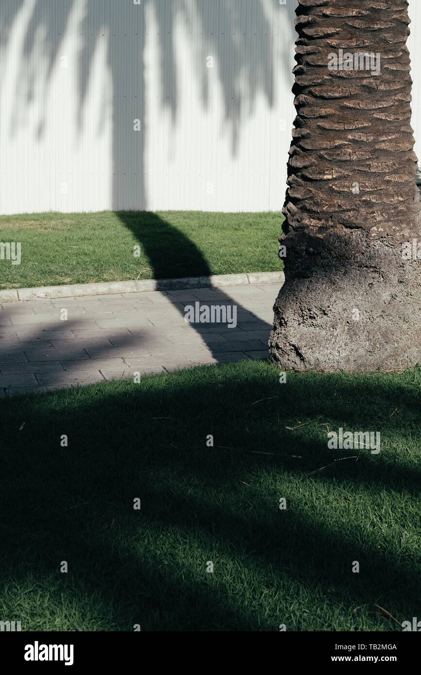 A base of a palm tree with its shadow Stock Photo - Alamy