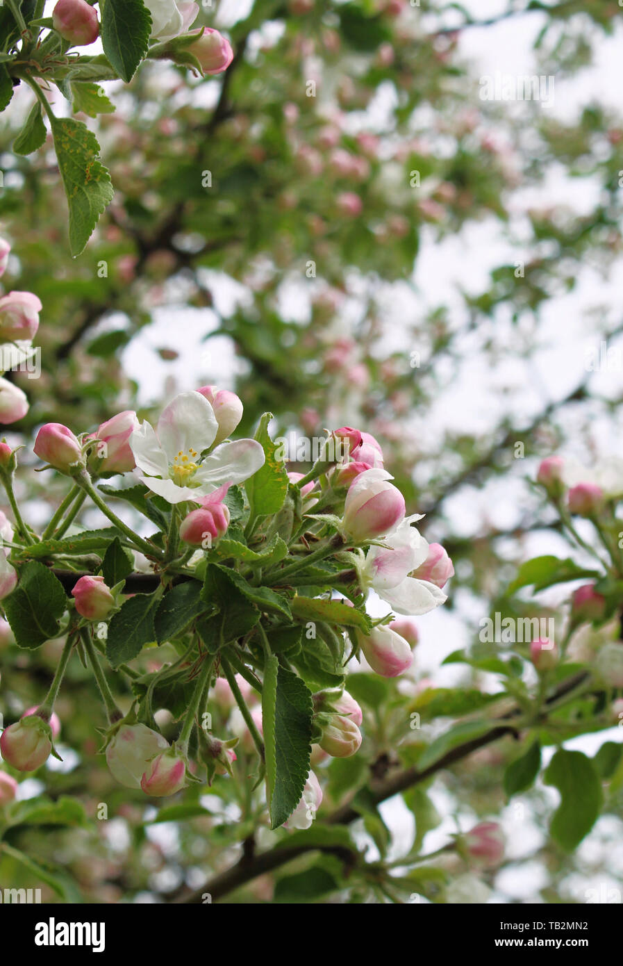 Bunch of flowers of an apple tree hi-res stock photography and images ...
