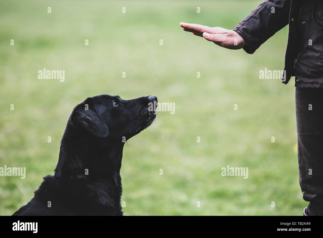 A dog trainer giving a hand command to Black Labrador dog Stock Photo ...