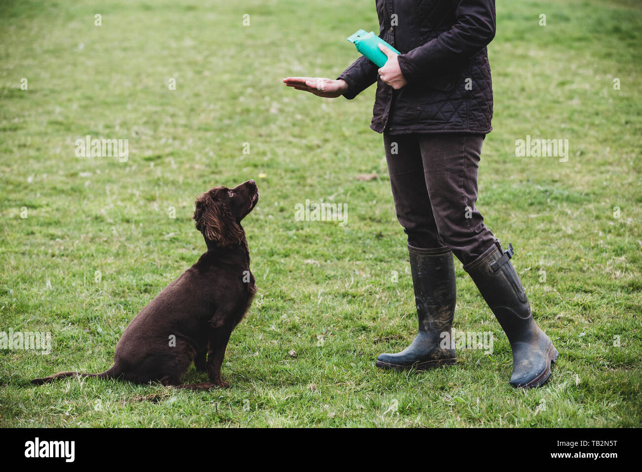 Dog giving person toy hi-res stock photography and images - Alamy