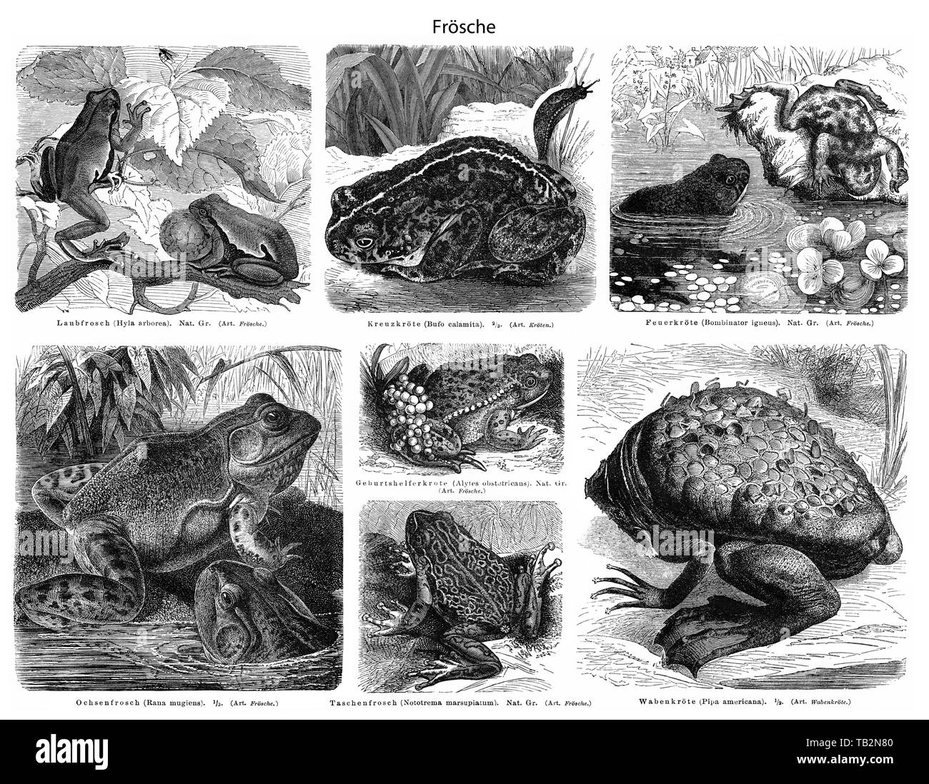 Various types of frogs and toads, Frösche und Kröten, Froschlurche ...