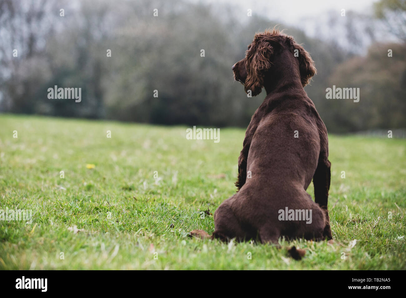 Rear view of Brown Spaniel dog sitting in a field Stock Photo - Alamy