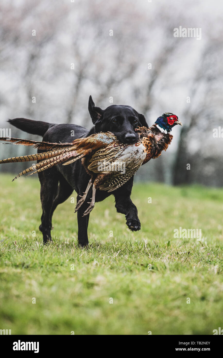 Labrador retriever retrieving pheasant hi-res stock photography and ...