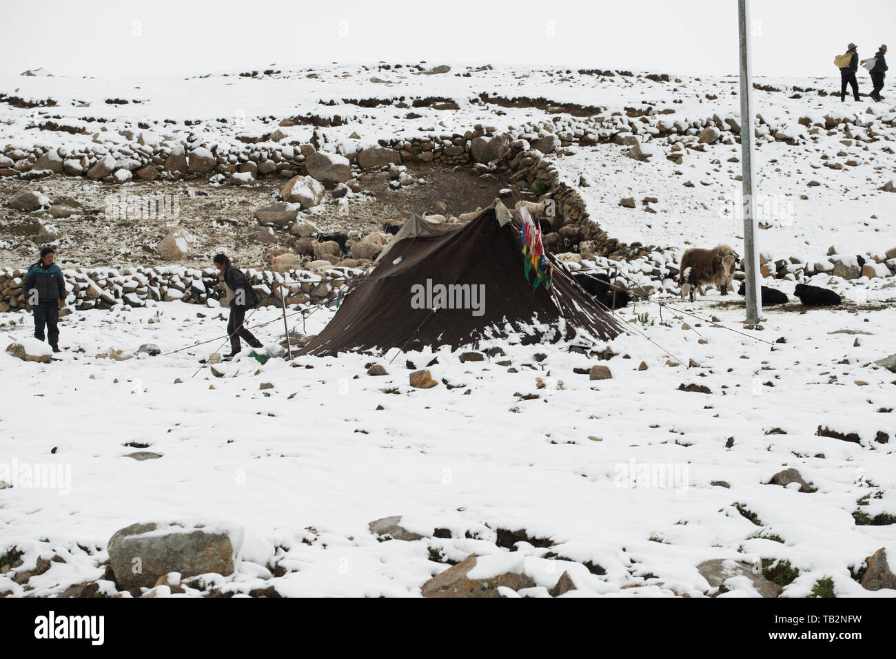 Nomad's tent in the snow, Tibet Stock Photo - Alamy