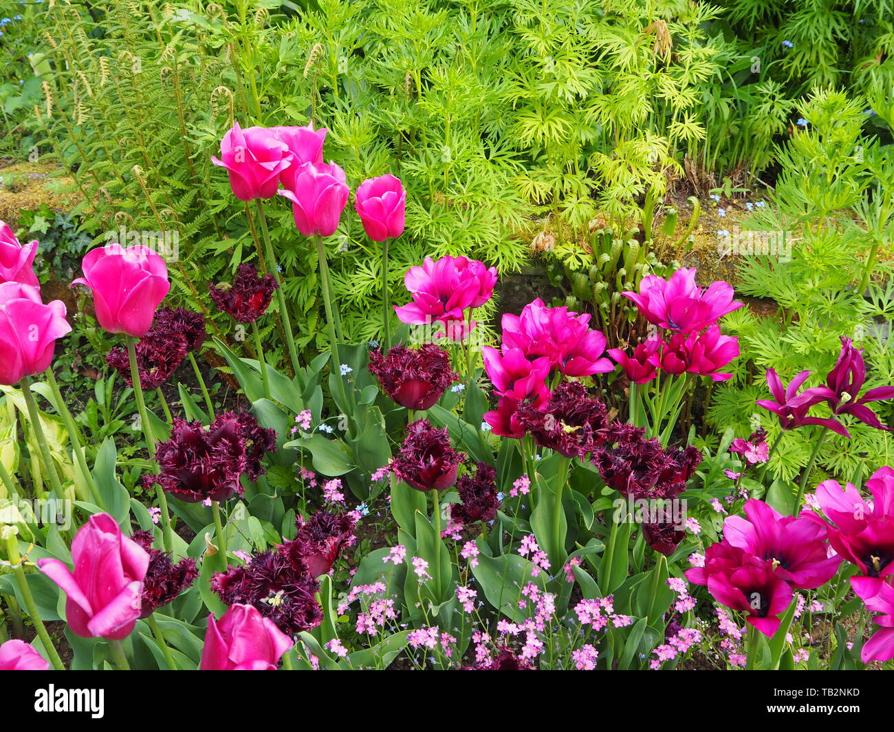 Tulip night club hi-res stock photography and images - Alamy
