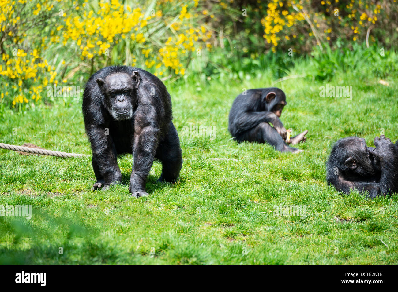 Chimpanzees zoo visitor hi-res stock photography and images - Alamy