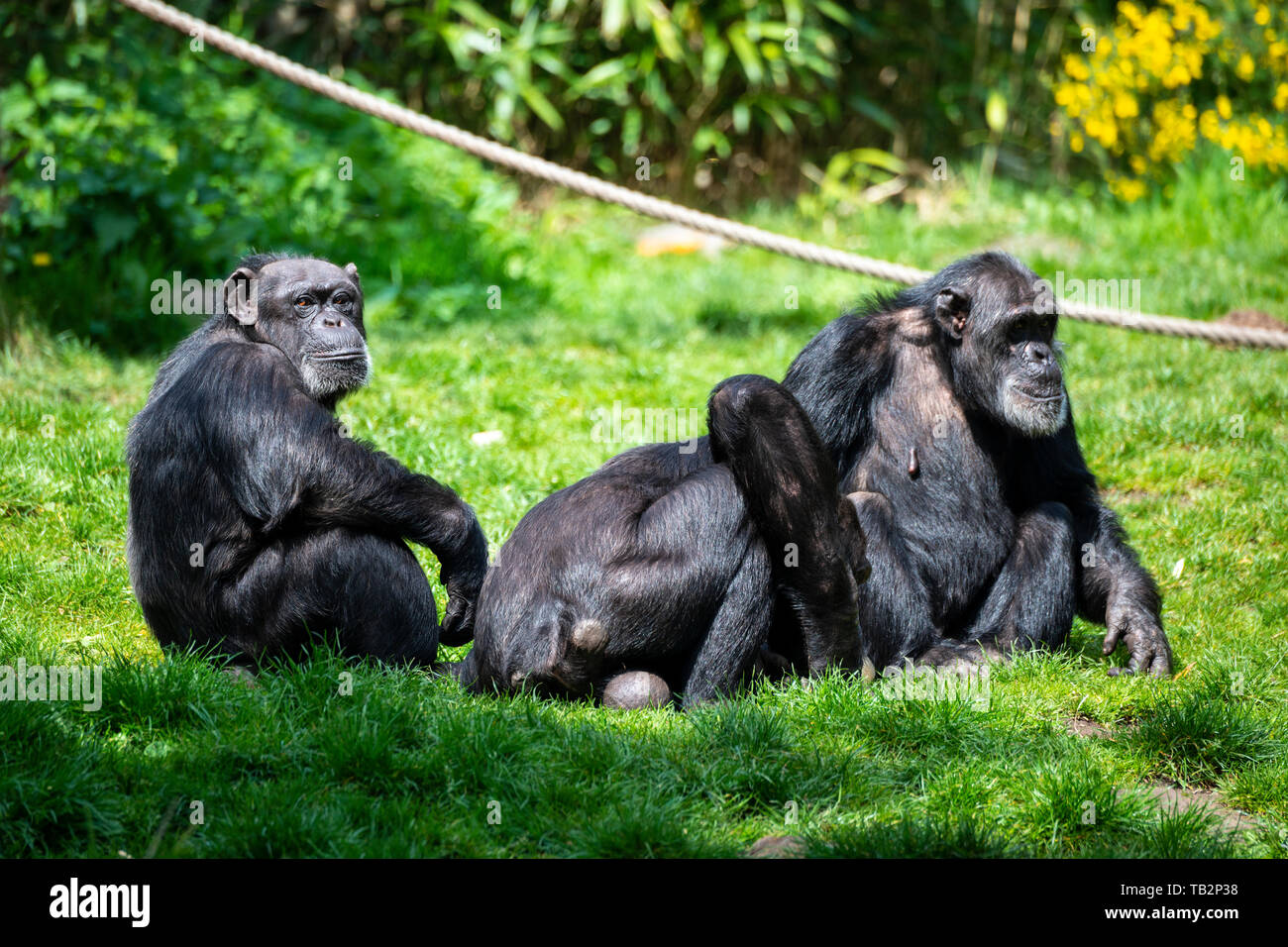 Group of Chimpanzees (Pan troglodytes) in the Budongo trail enclosure ...