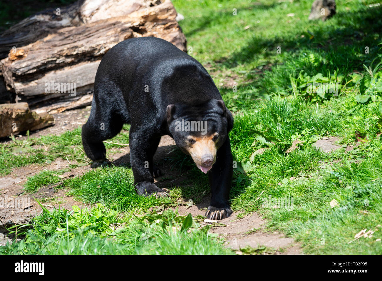 Sun bear helarctos malayanus hi-res stock photography and images - Alamy