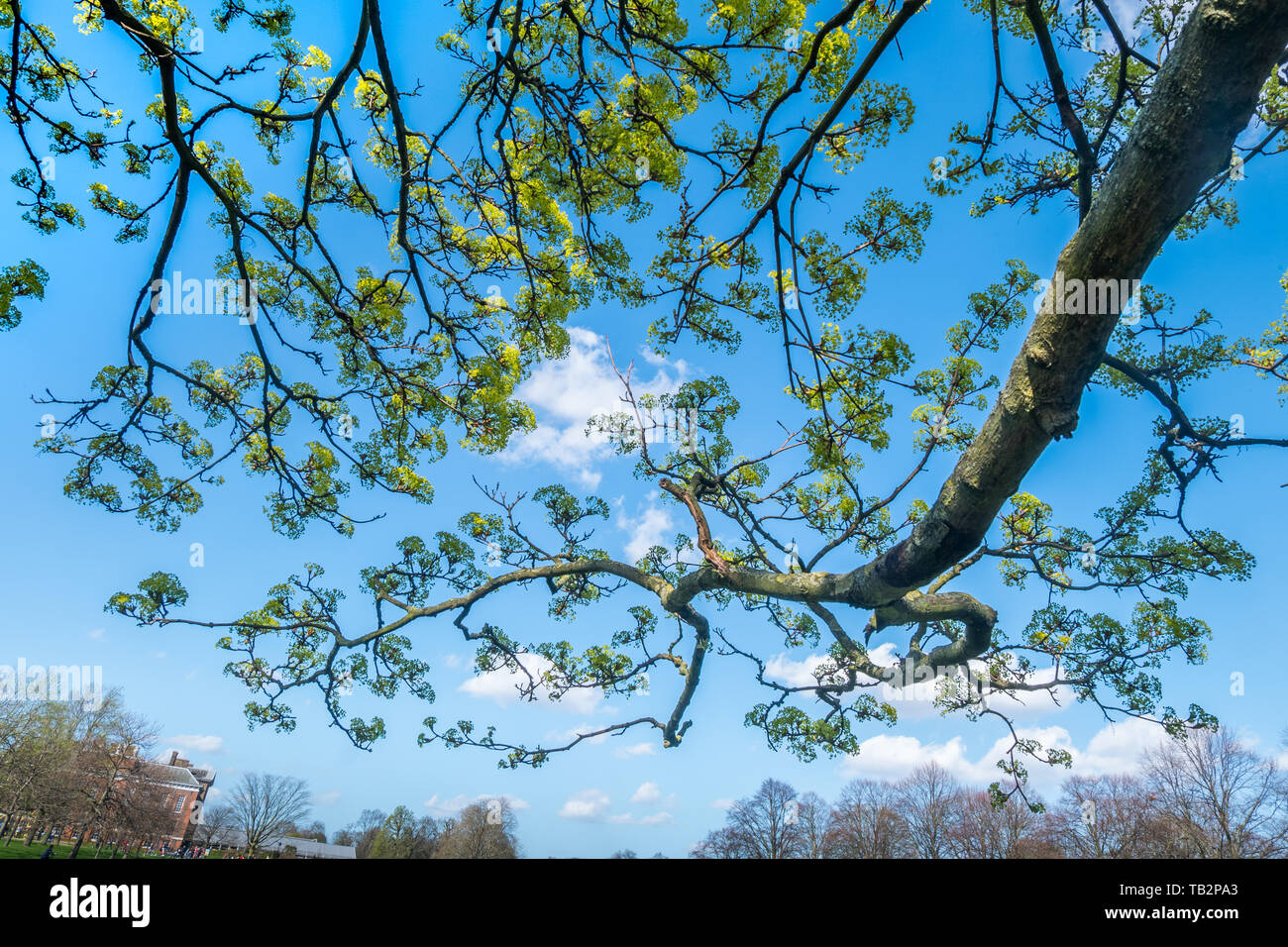 The tree opposite the blue sky, the details of the branches Suitable ...