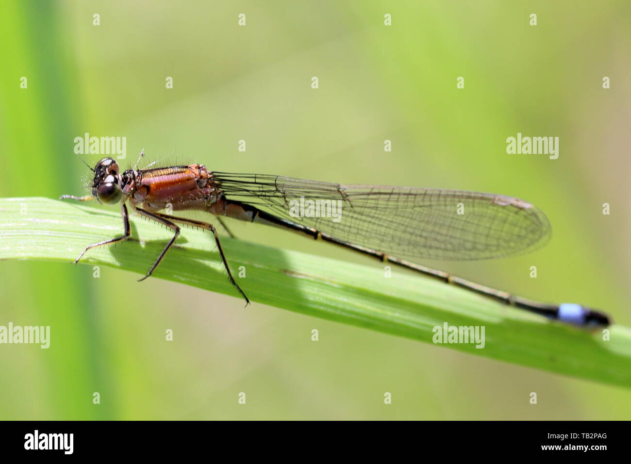 Blue form female common blue damselfly hi-res stock photography and ...