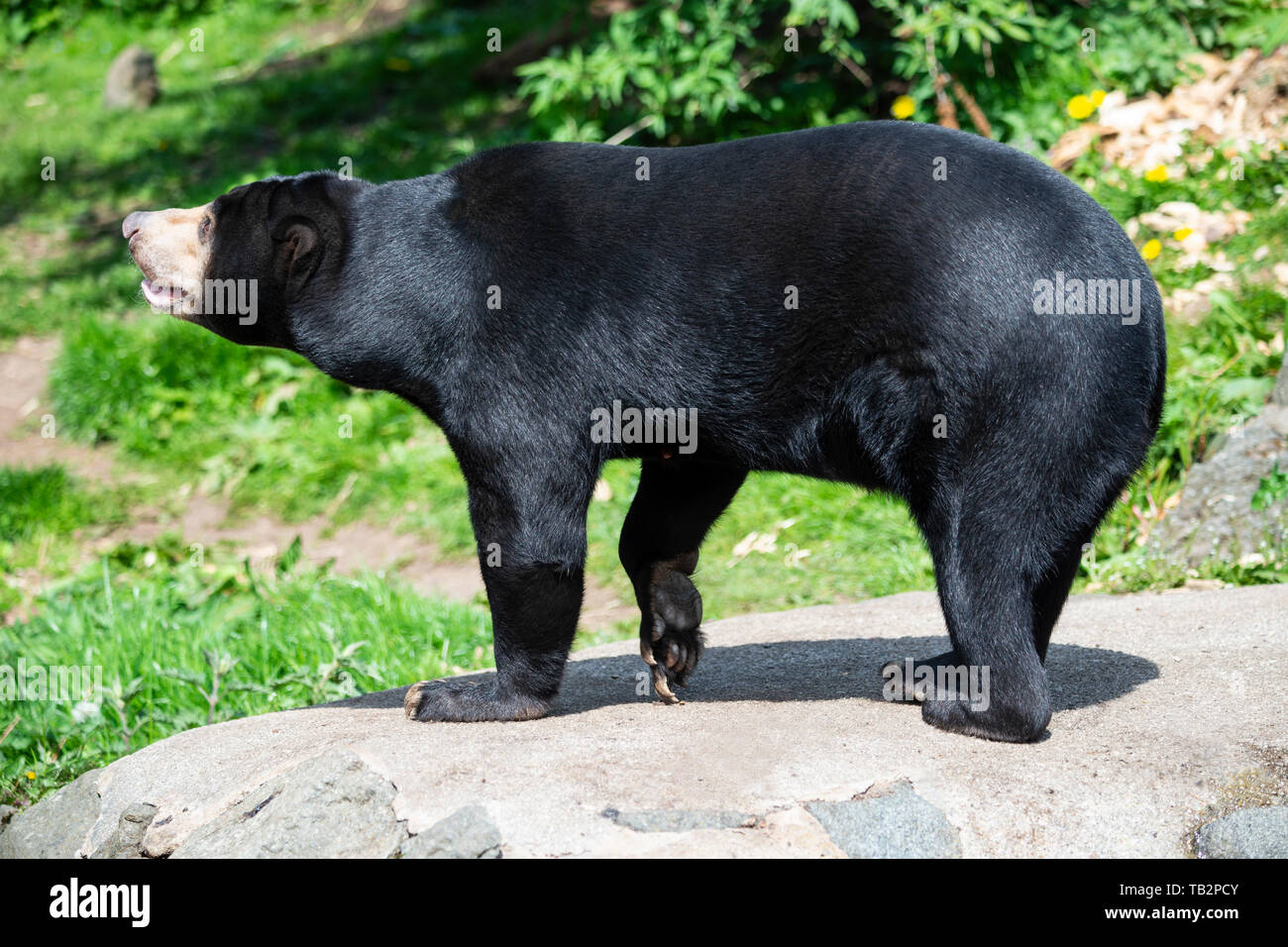 Malayan Sun Bear (Helarctos malayanus) at Edinburgh Zoo, Scotland, UK ...